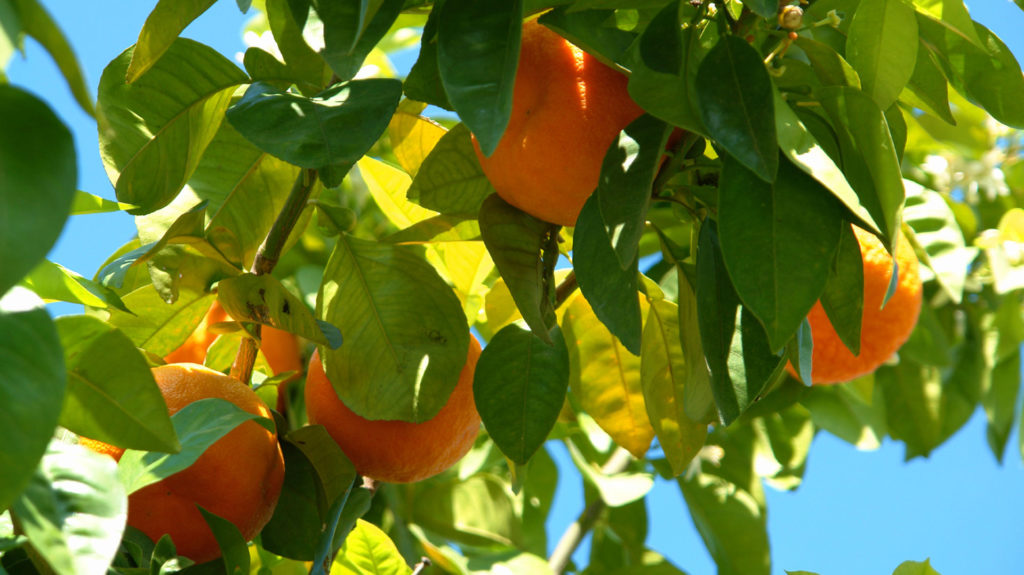 About FKL Fertilizers - FKL Fertilizers : FKL Fertilizers